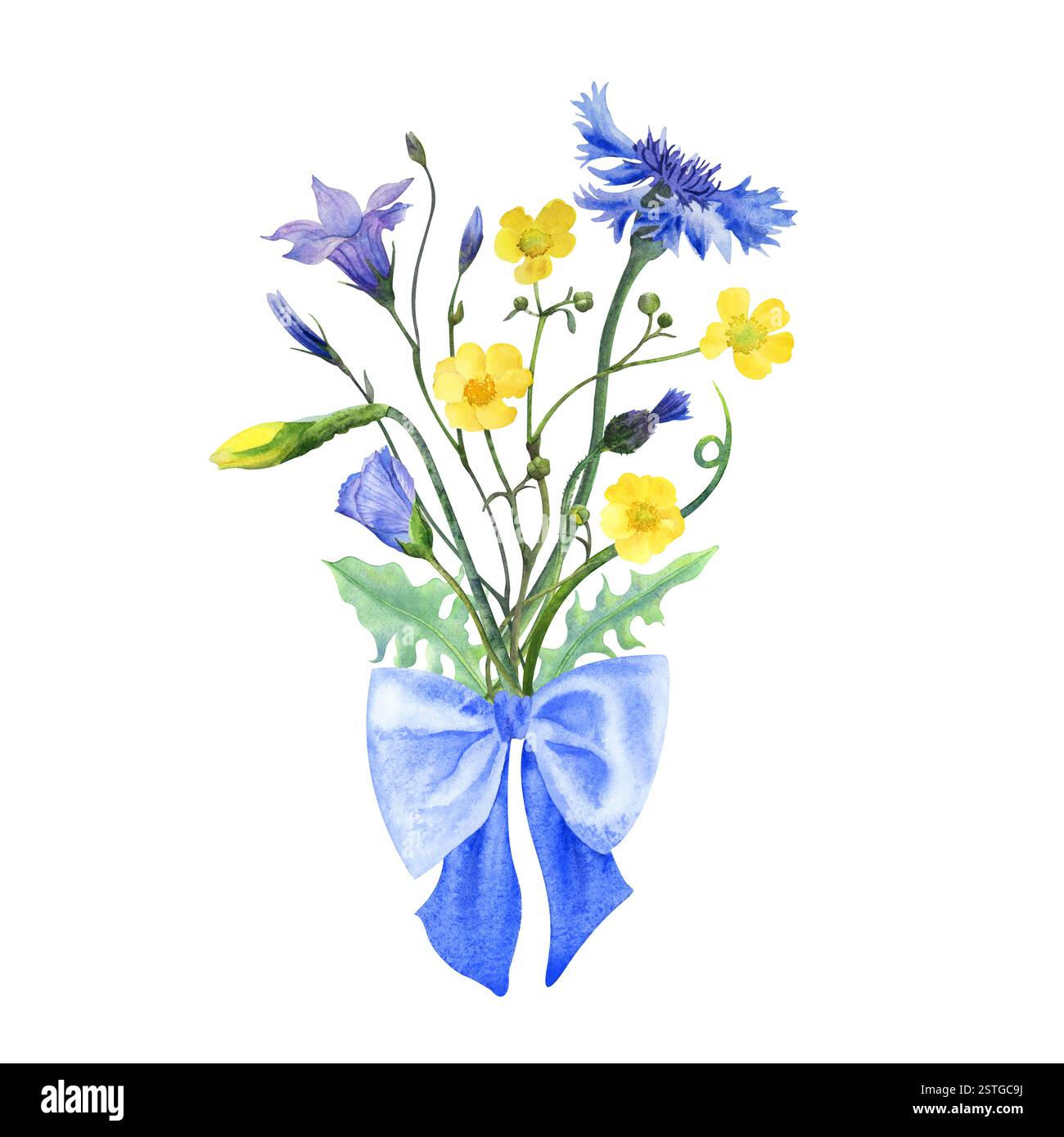 Blue wild meadow forget Cut Out Stock Images & Pictures - Alamy