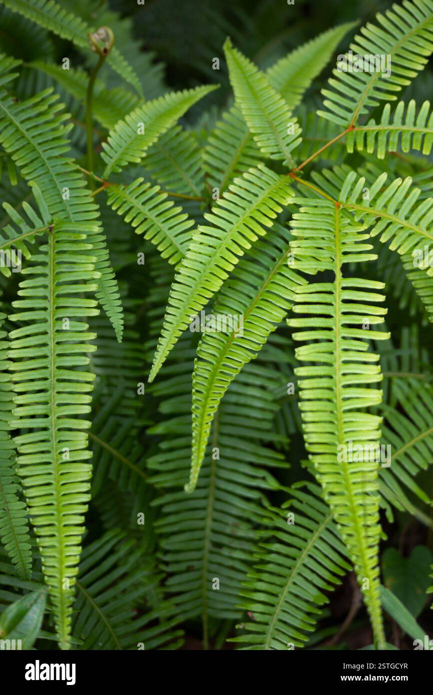 Wild Fern in Tropical wilderness Area Stock Photo - Alamy