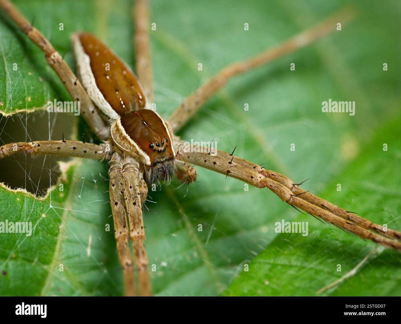 Creepy striped brown and white, hairy spider waiting on a leaf Stock ...