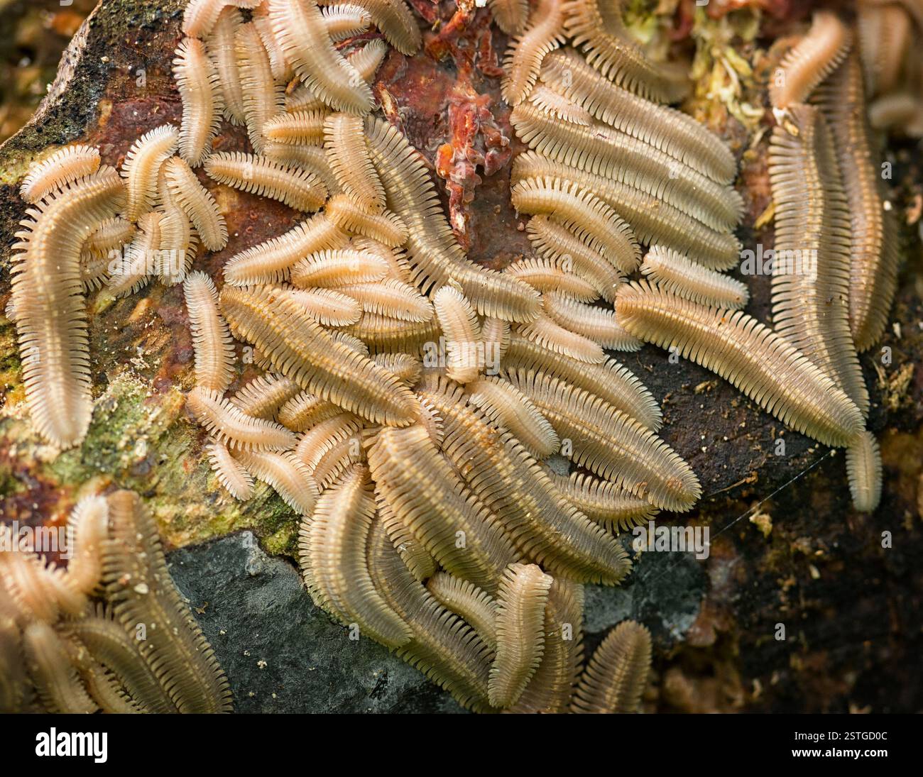 Young Milipedes Clinging to a Rock in a Tropical Rainforest Stock Photo ...