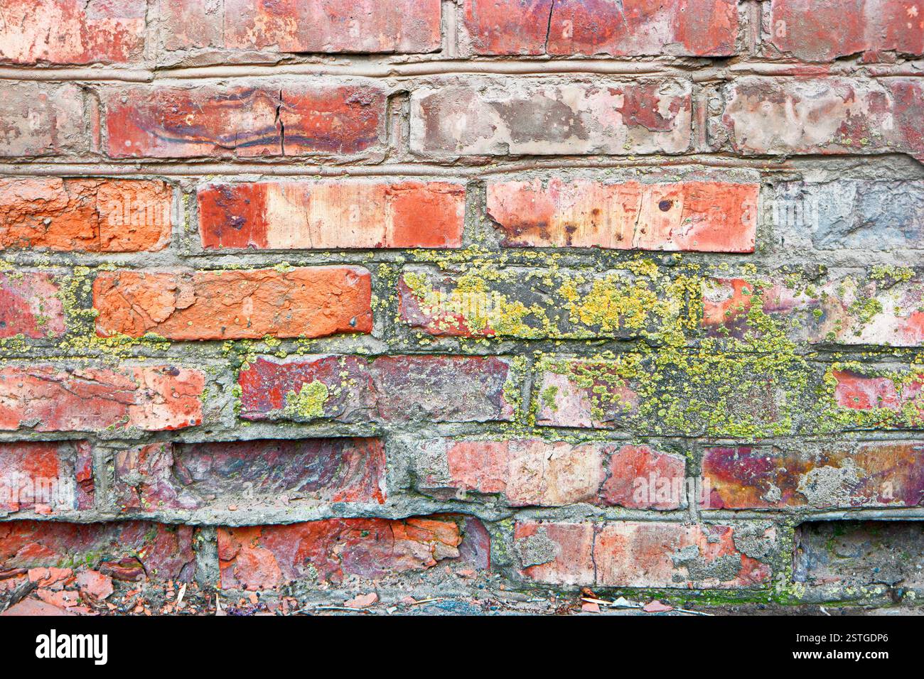 Lichen on a brick wall. Ancient red brick wall with moss as a ...