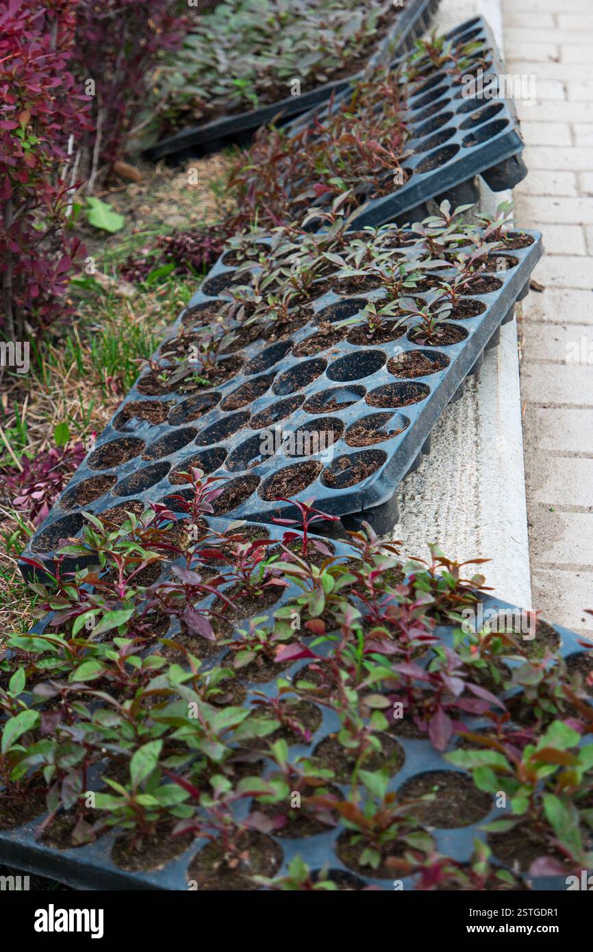 Flower seedlings in box from above. Background layout with free ...
