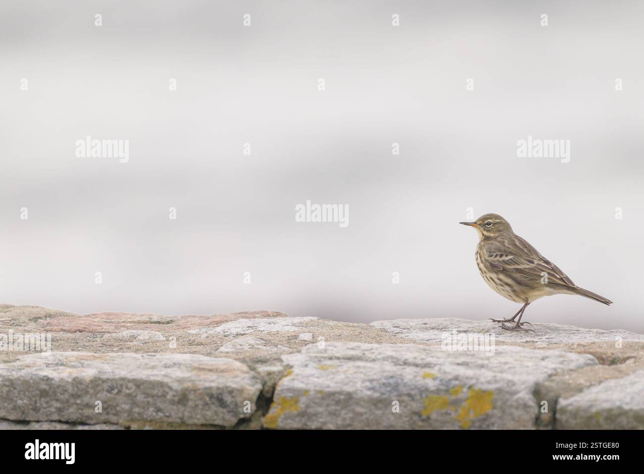 Anthus petrosus on a stone wall by the sea in Brittany Stock Photo - Alamy