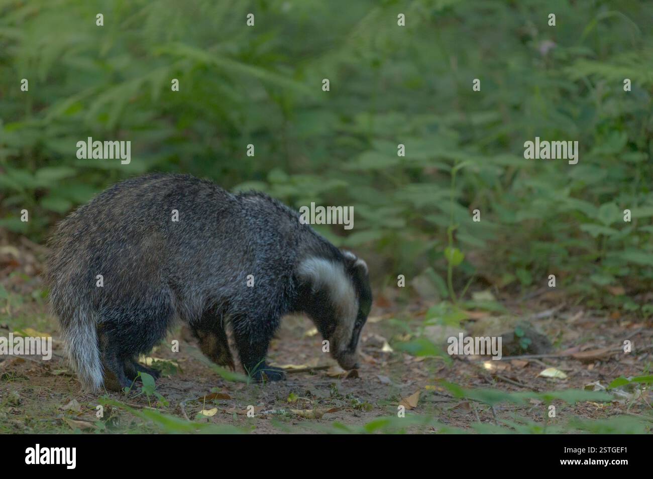 Breton activity hi-res stock photography and images - Alamy