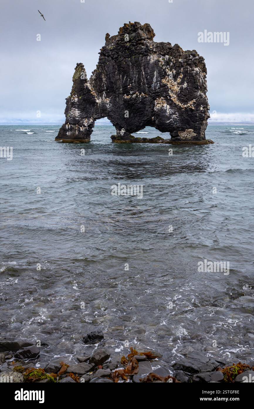 Hvitserkur (Troll of Northwest Iceland), basalt rock stack protruding ...