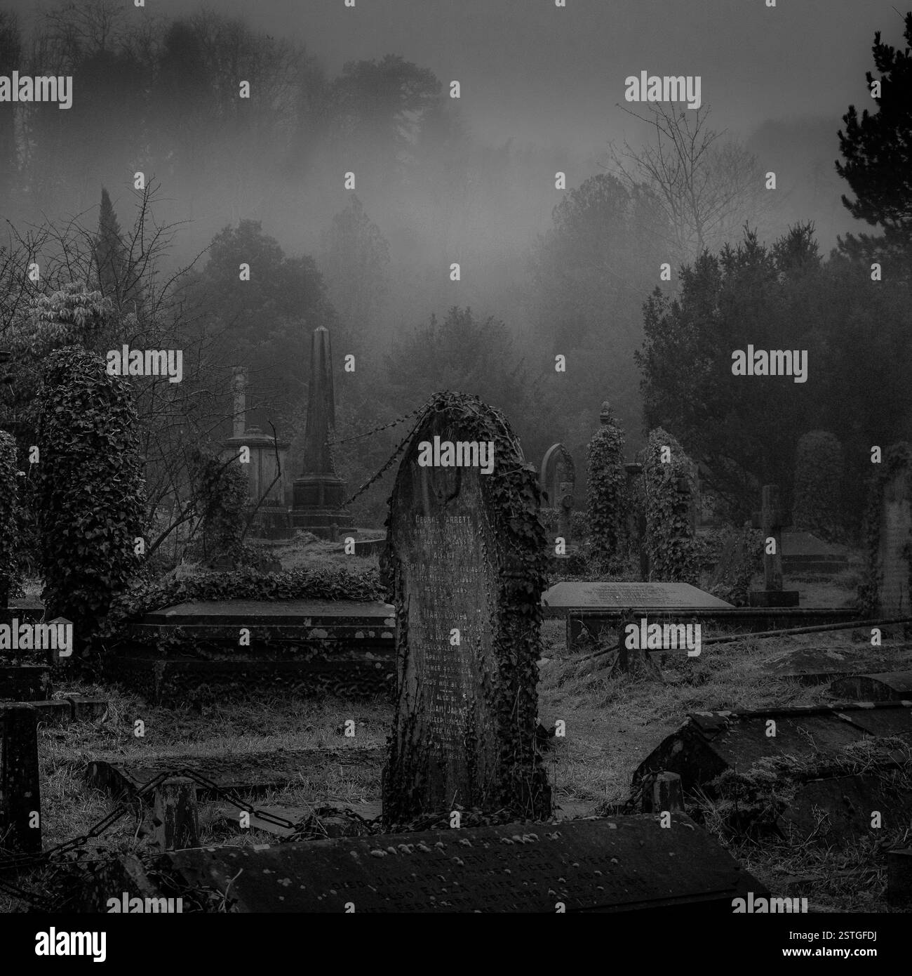 A graveyard taken over by nature on a misty winter day Stock Photo - Alamy
