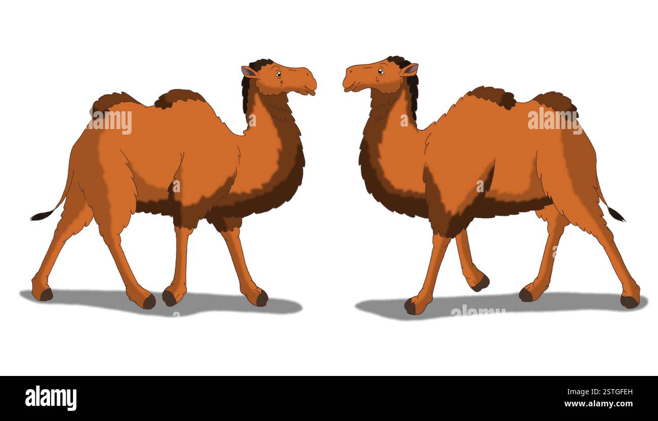 Bactrian Camel Isolated on White Background Stock Photo - Alamy