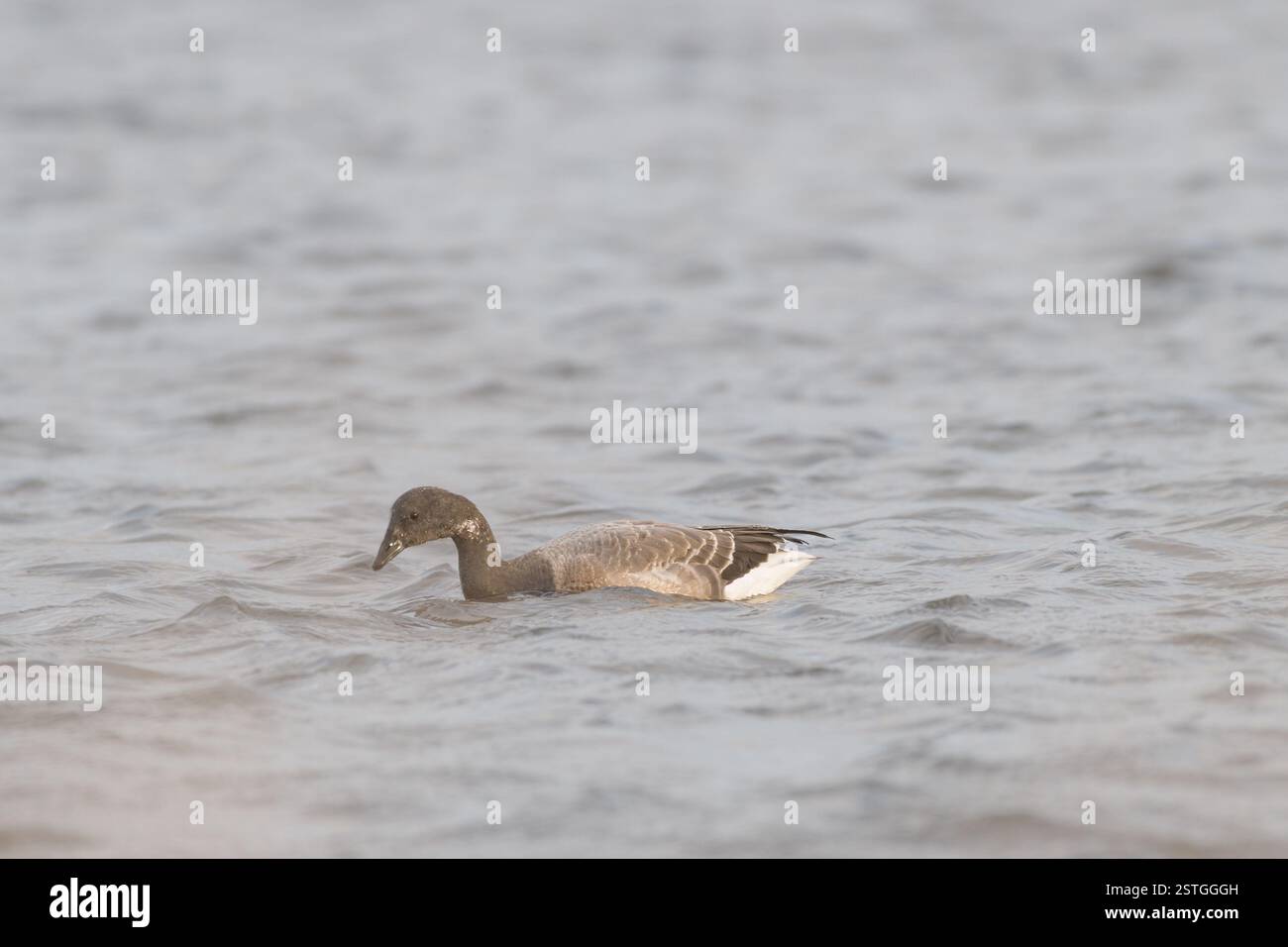 brent goose on the water in brittany Stock Photo - Alamy