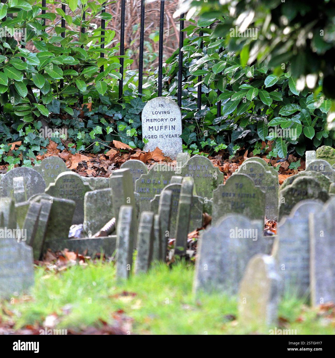 Dog pet gravestone hi-res stock photography and images - Alamy
