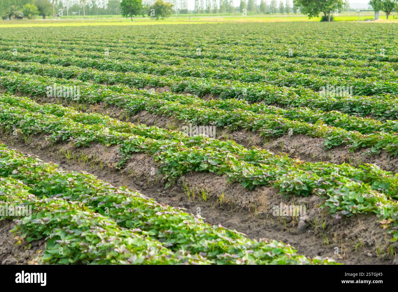 Nature of sweet potatoes plantation or yam farming on rural land green ...