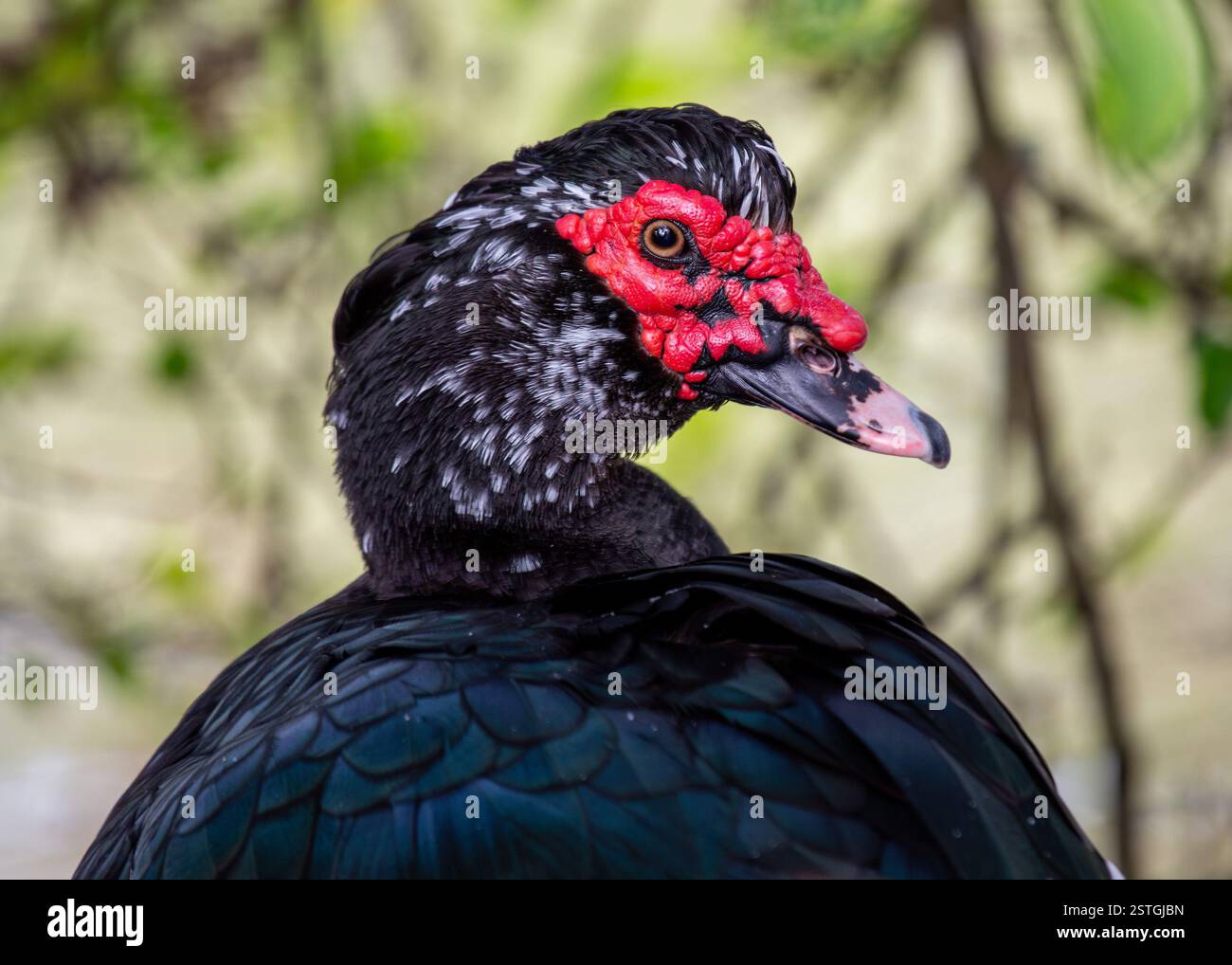 The Muscovy Duck feeds on plants, insects, and small fish. This photo ...
