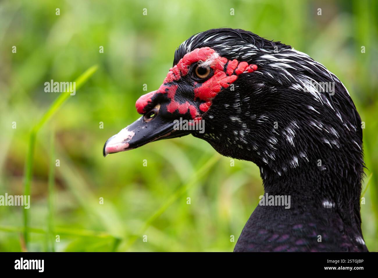 The Muscovy Duck feeds on plants, insects, and small fish. This photo ...