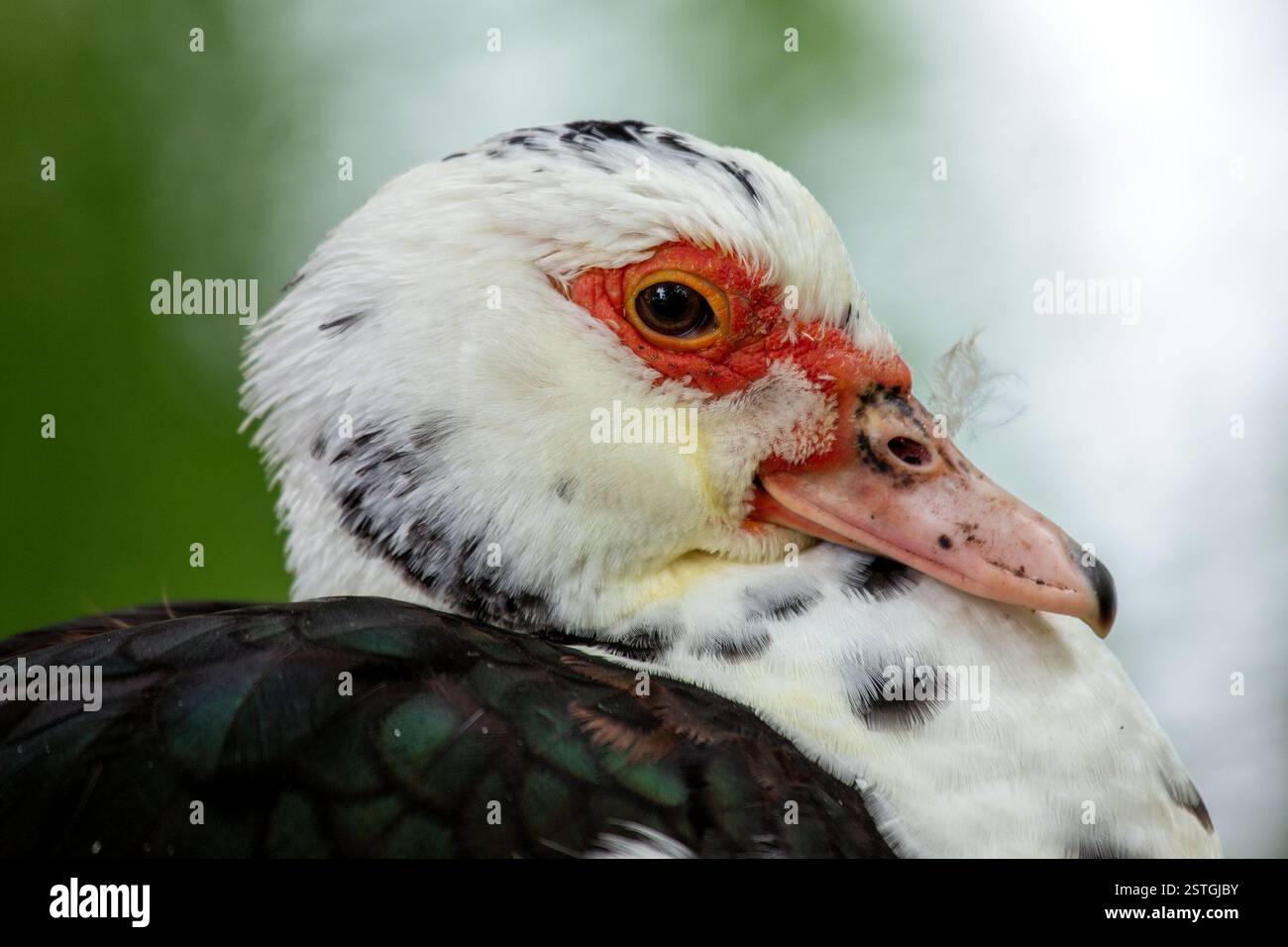 The Muscovy Duck feeds on plants, insects, and small fish. This photo ...