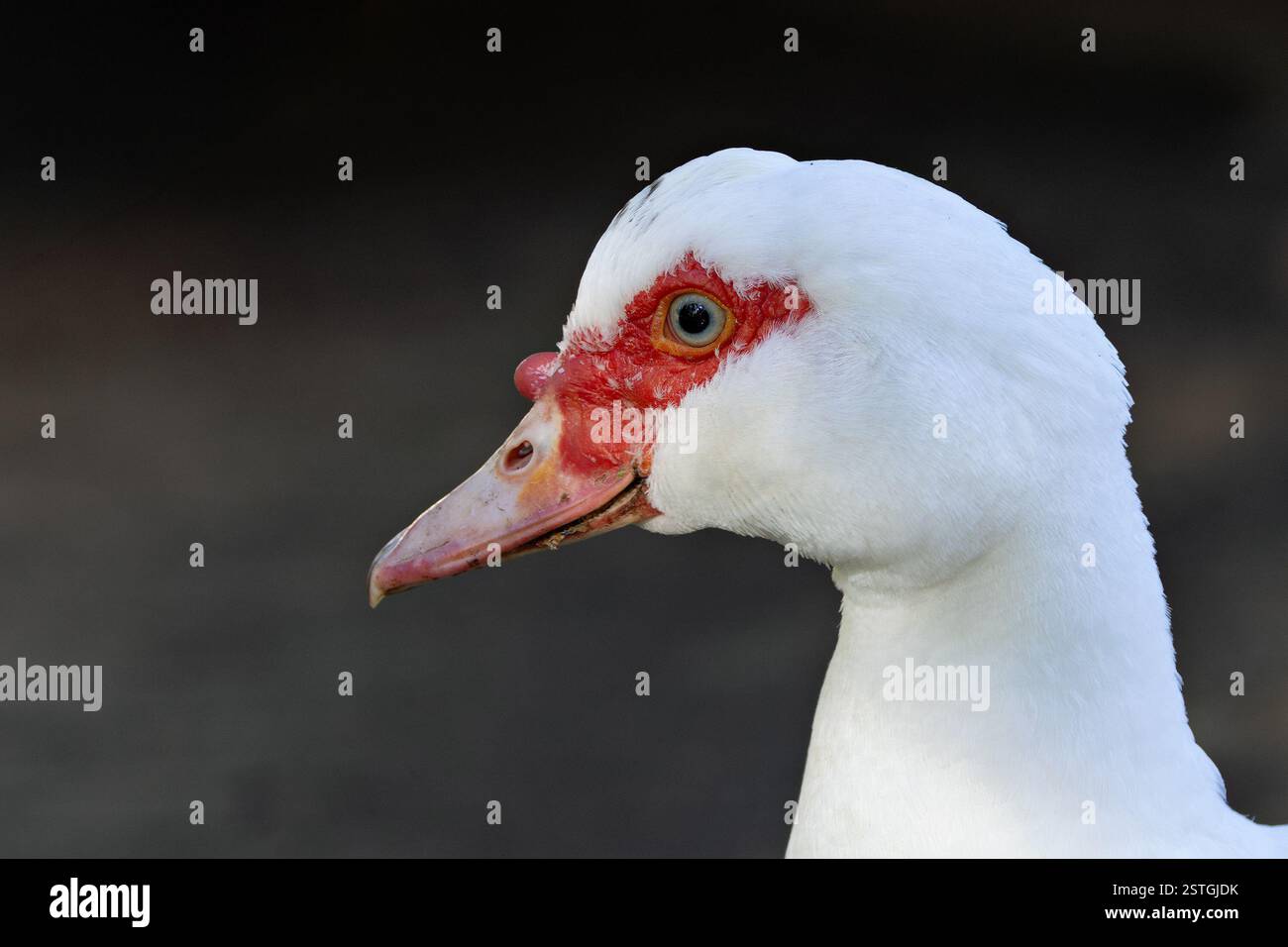 The Muscovy Duck feeds on plants, insects, and small fish. This photo ...