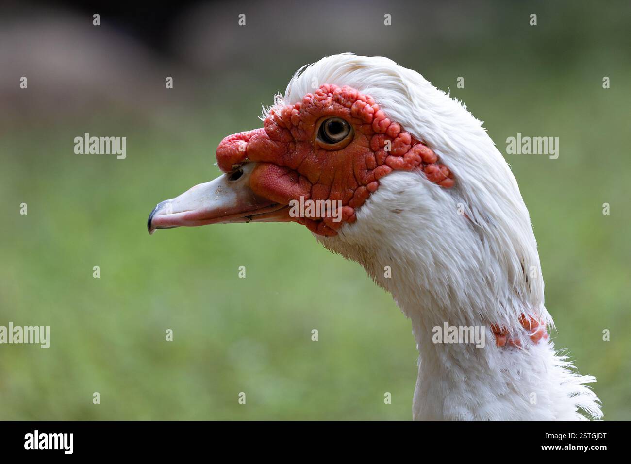 The Muscovy Duck feeds on plants, insects, and small fish. This photo ...