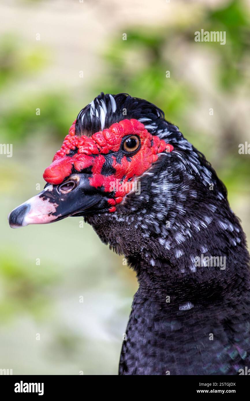 The Muscovy Duck feeds on plants, insects, and small fish. This photo ...