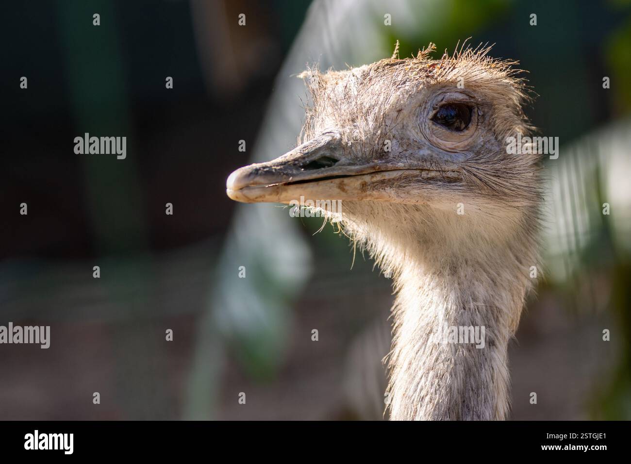 The Lesser Rhea feeds on plants, seeds, and insects. This photo was ...