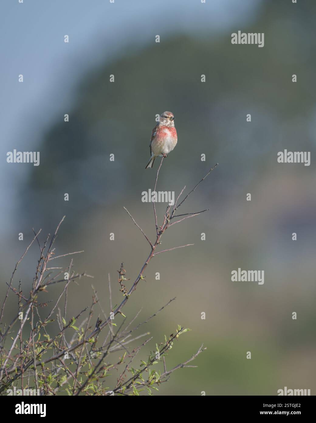 Delicate branch features hi-res stock photography and images - Alamy