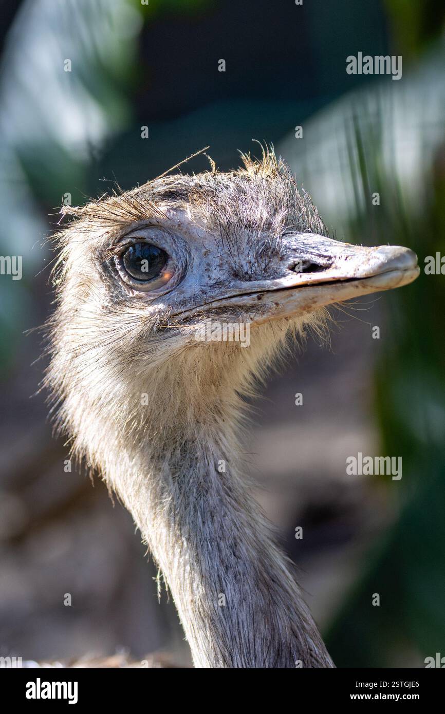 The Lesser Rhea feeds on plants, seeds, and insects. This photo was ...