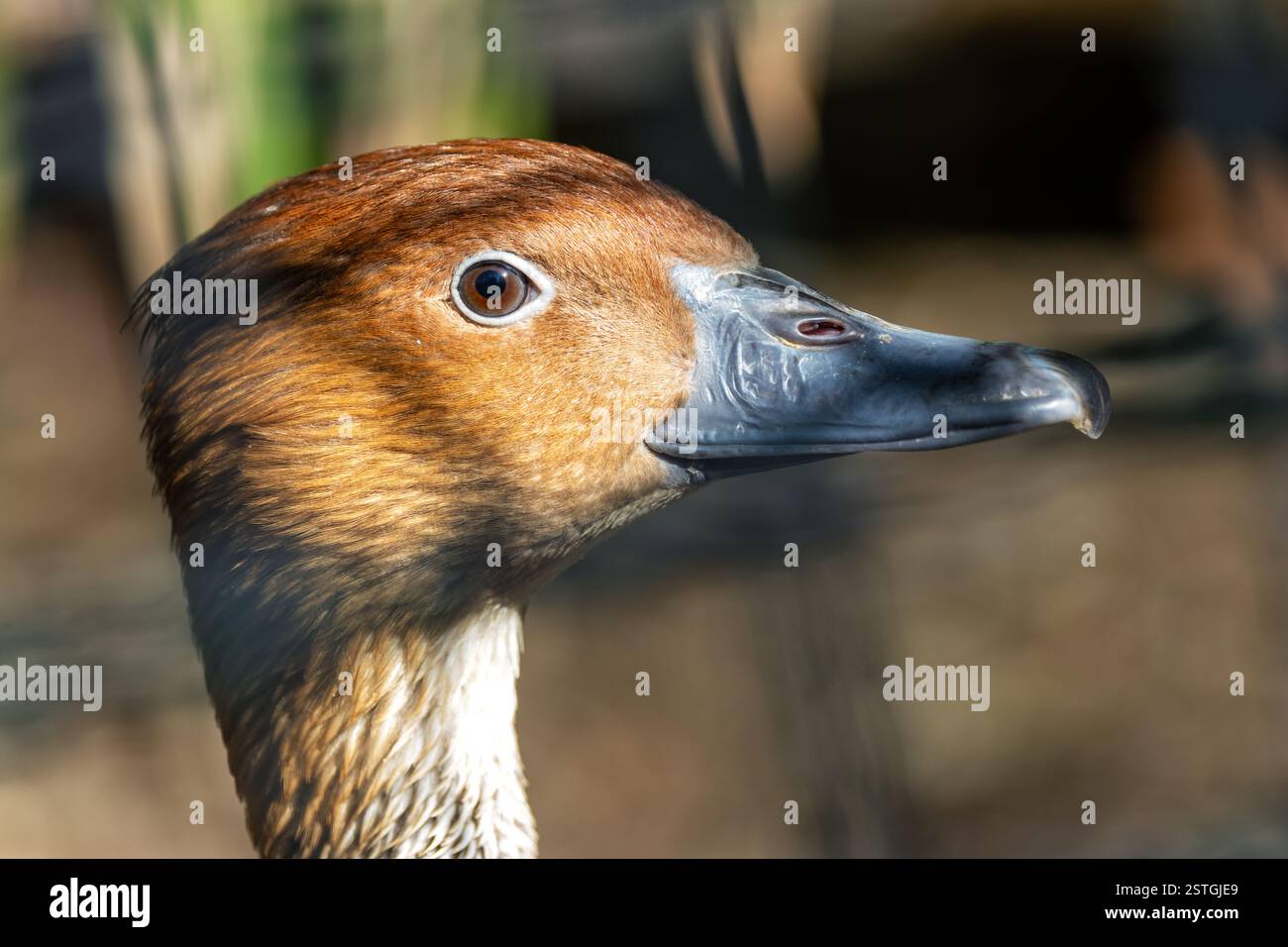 The Fulvous Whistling Duck feeds on seeds and aquatic plants. This ...
