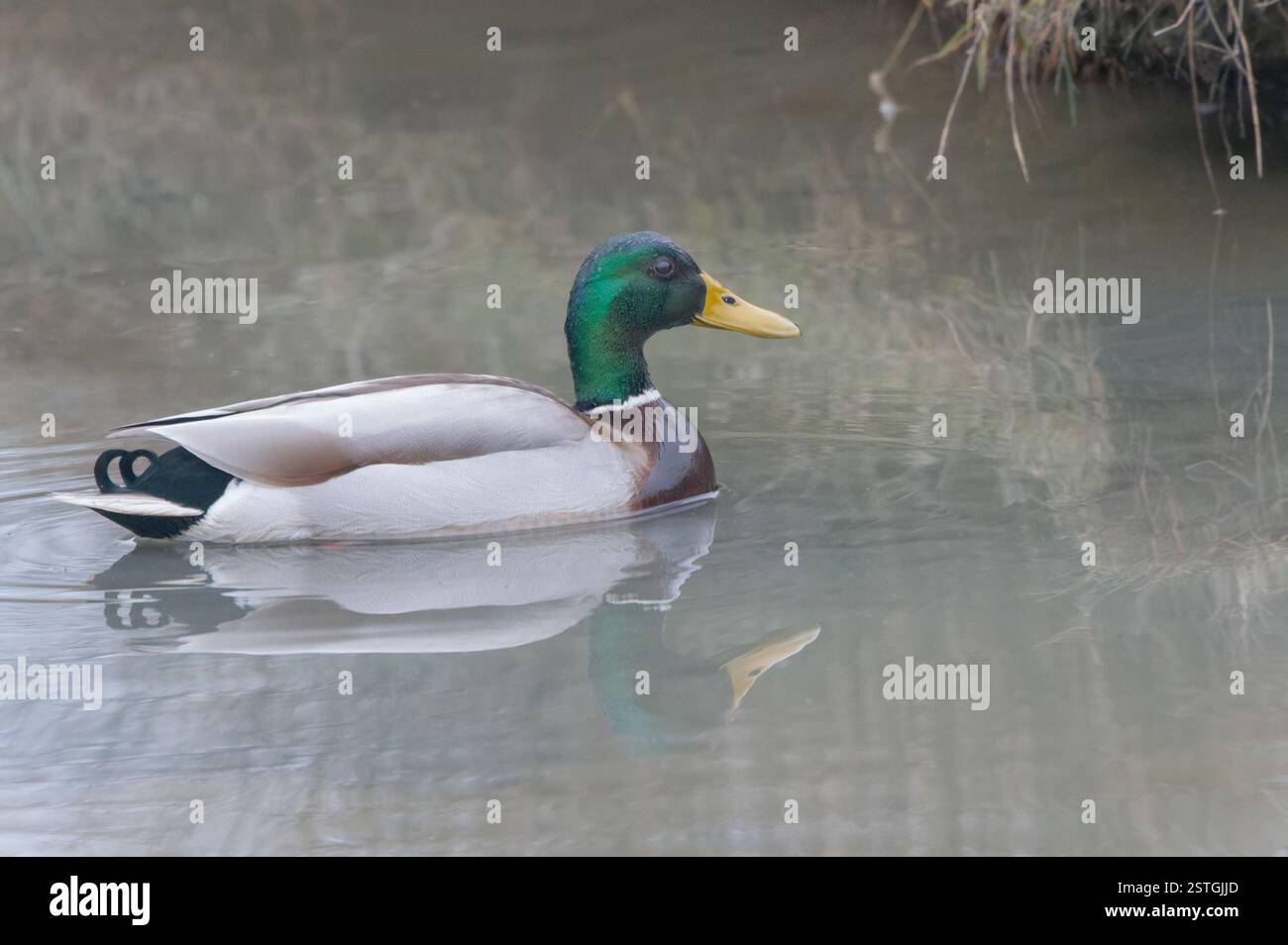 Close up duck looking around hi-res stock photography and images - Alamy