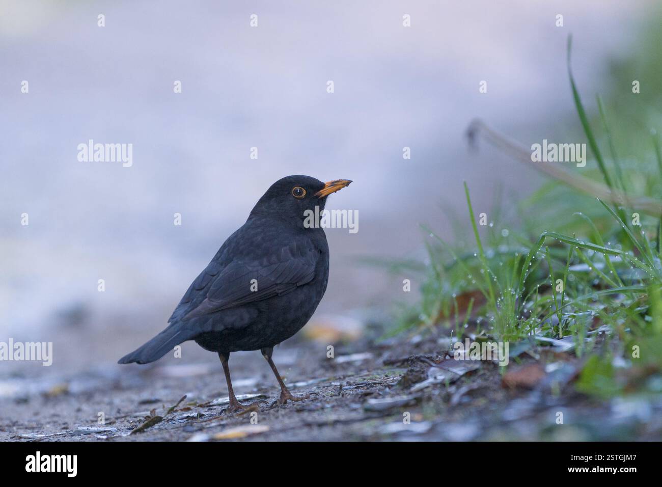 Feathered friend portrait hi-res stock photography and images - Alamy