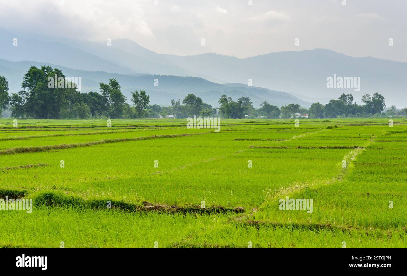 Rice paddy fields in Terai, Nepal Stock Photo - Alamy