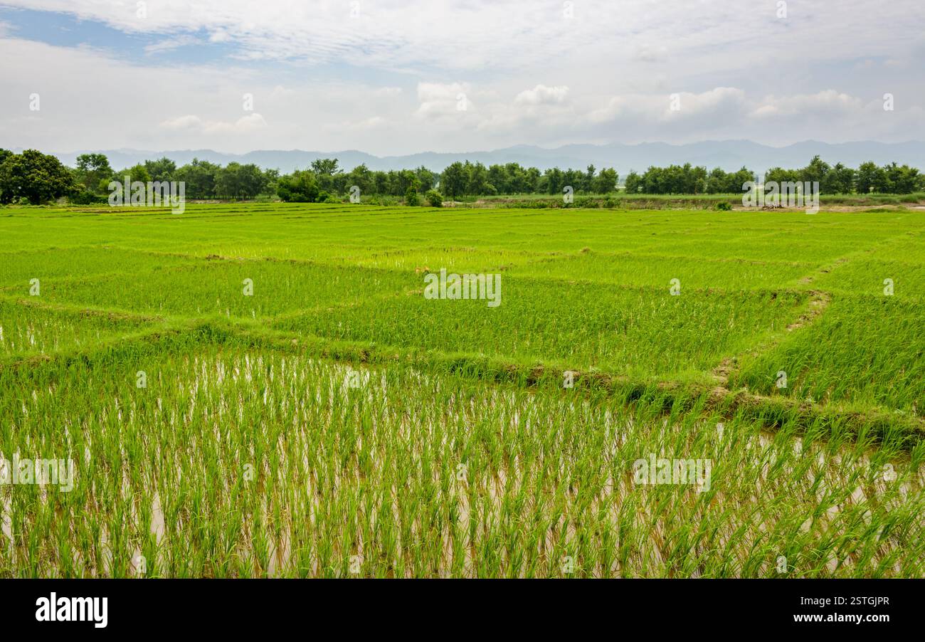 Rice paddy fields in the Dang valley in Terai, Nepal Stock Photo - Alamy