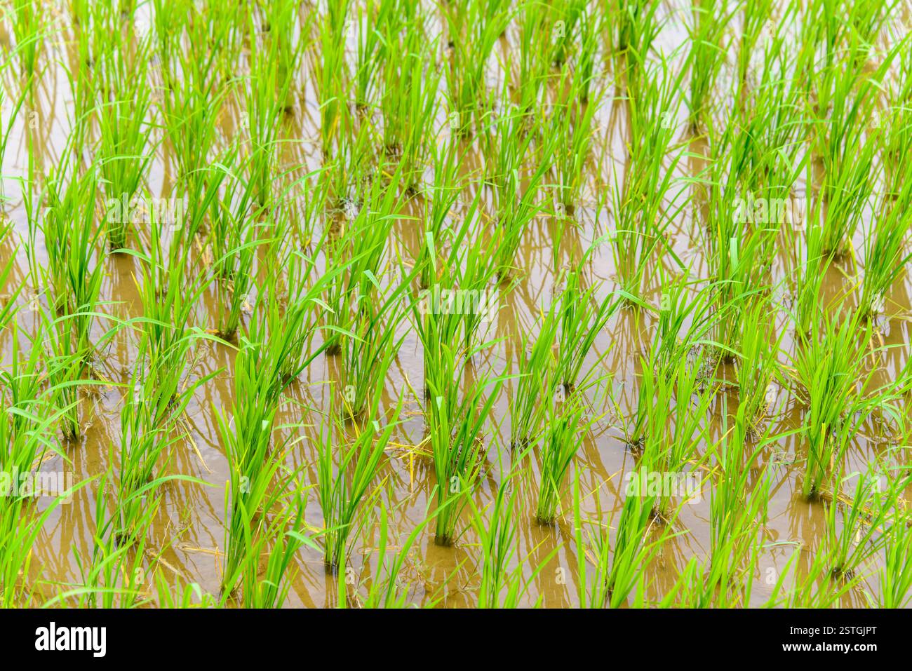 Young rice hi-res stock photography and images - Alamy