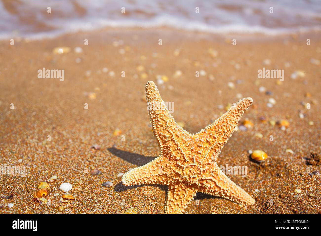 Starfish on the Beach in front of wave covered with foam, shot with ...