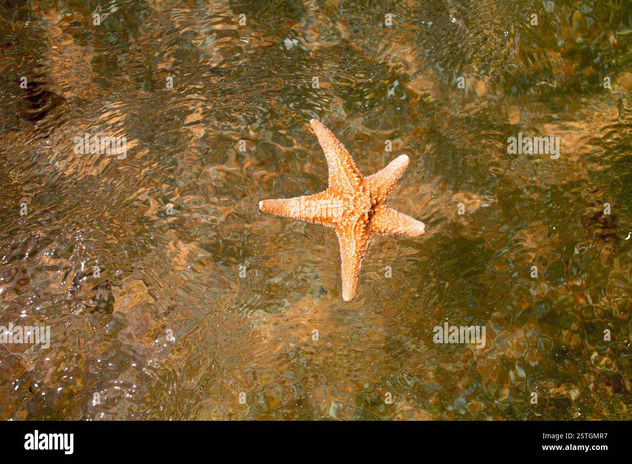 Starfish waters edge hi-res stock photography and images - Alamy