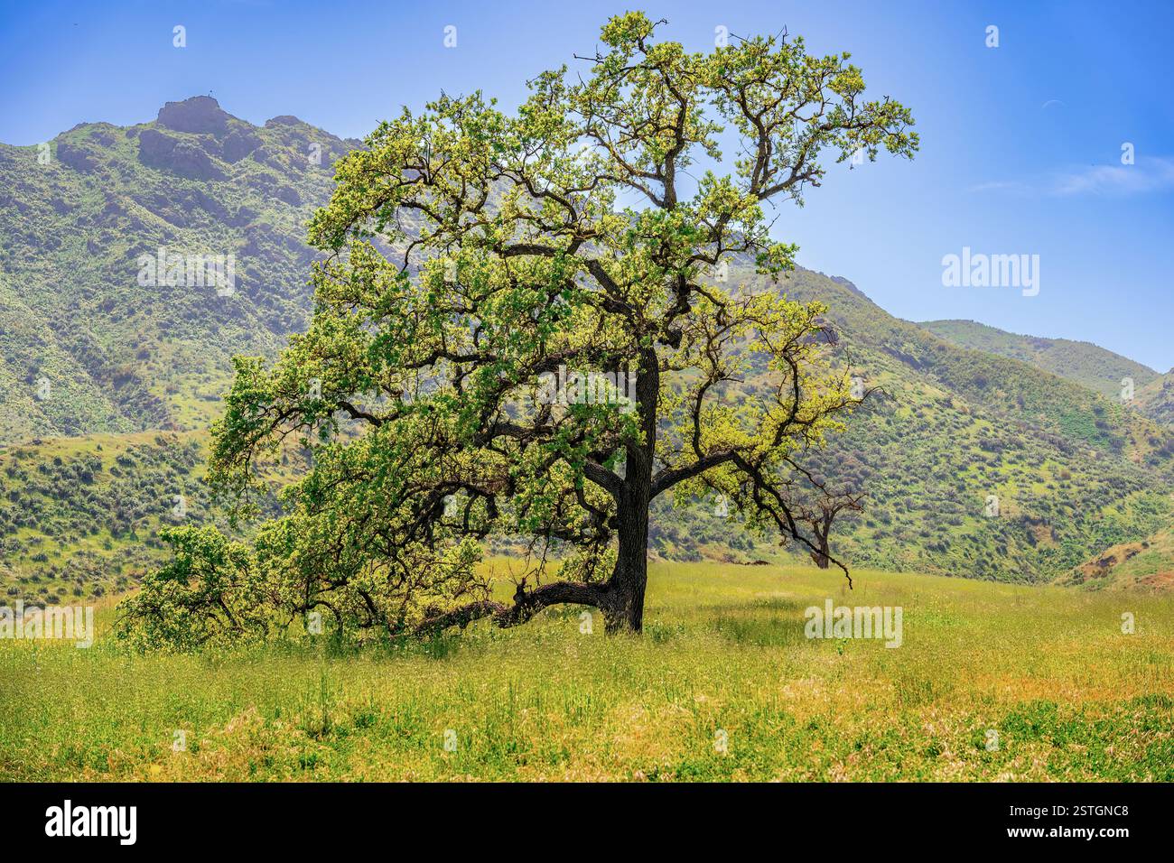 Springtime bloom landscape in Calabasas Hills with trees, meadows ...