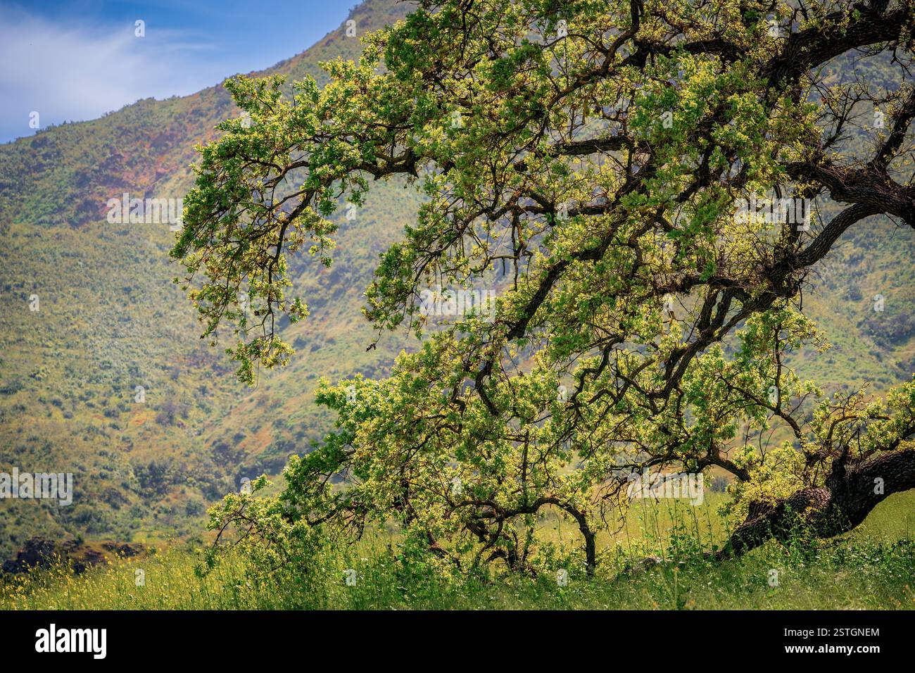 Springtime bloom landscape in Calabasas Hills with trees, meadows ...