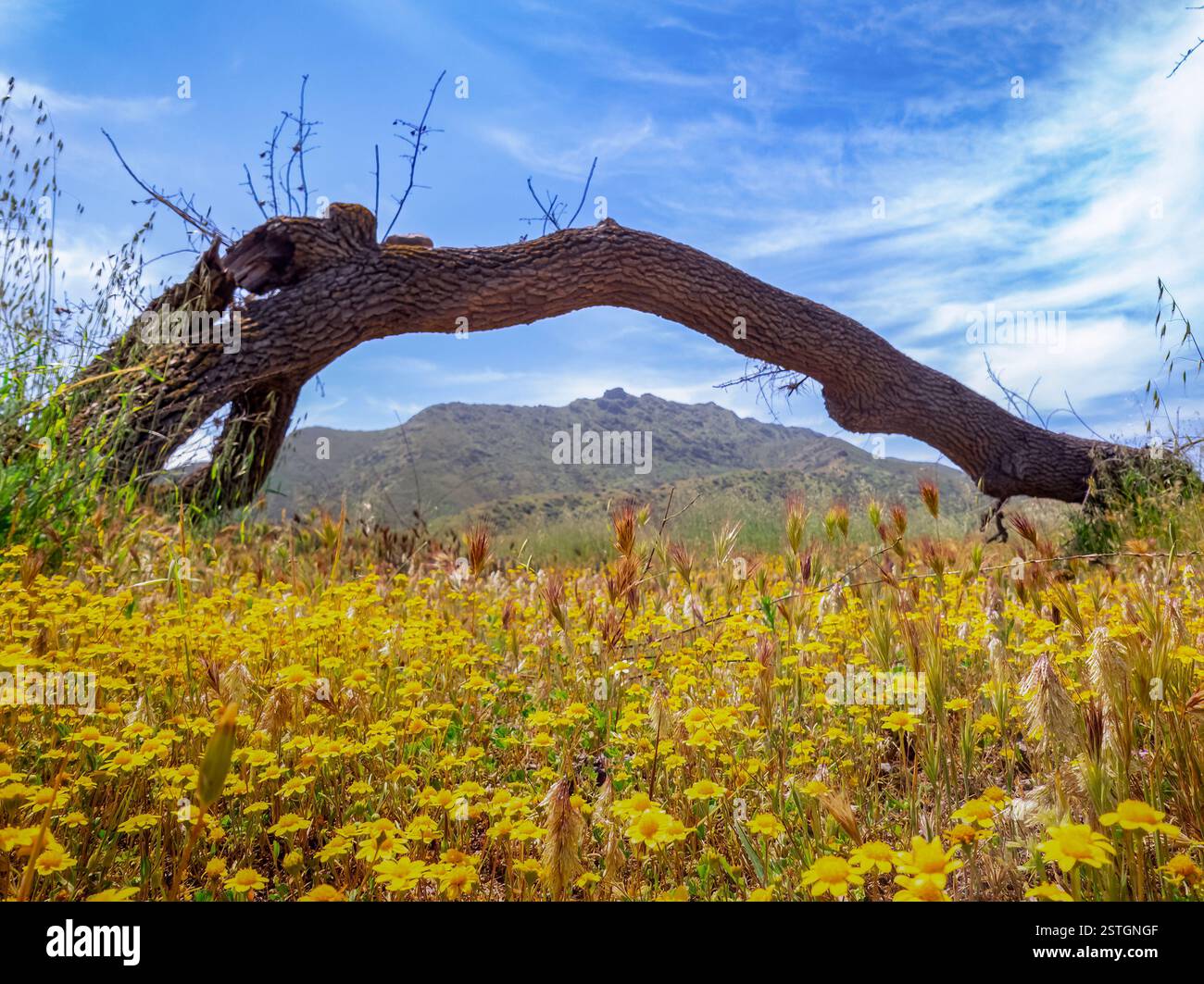 Springtime bloom landscape in Calabasas Hills with trees, meadows ...