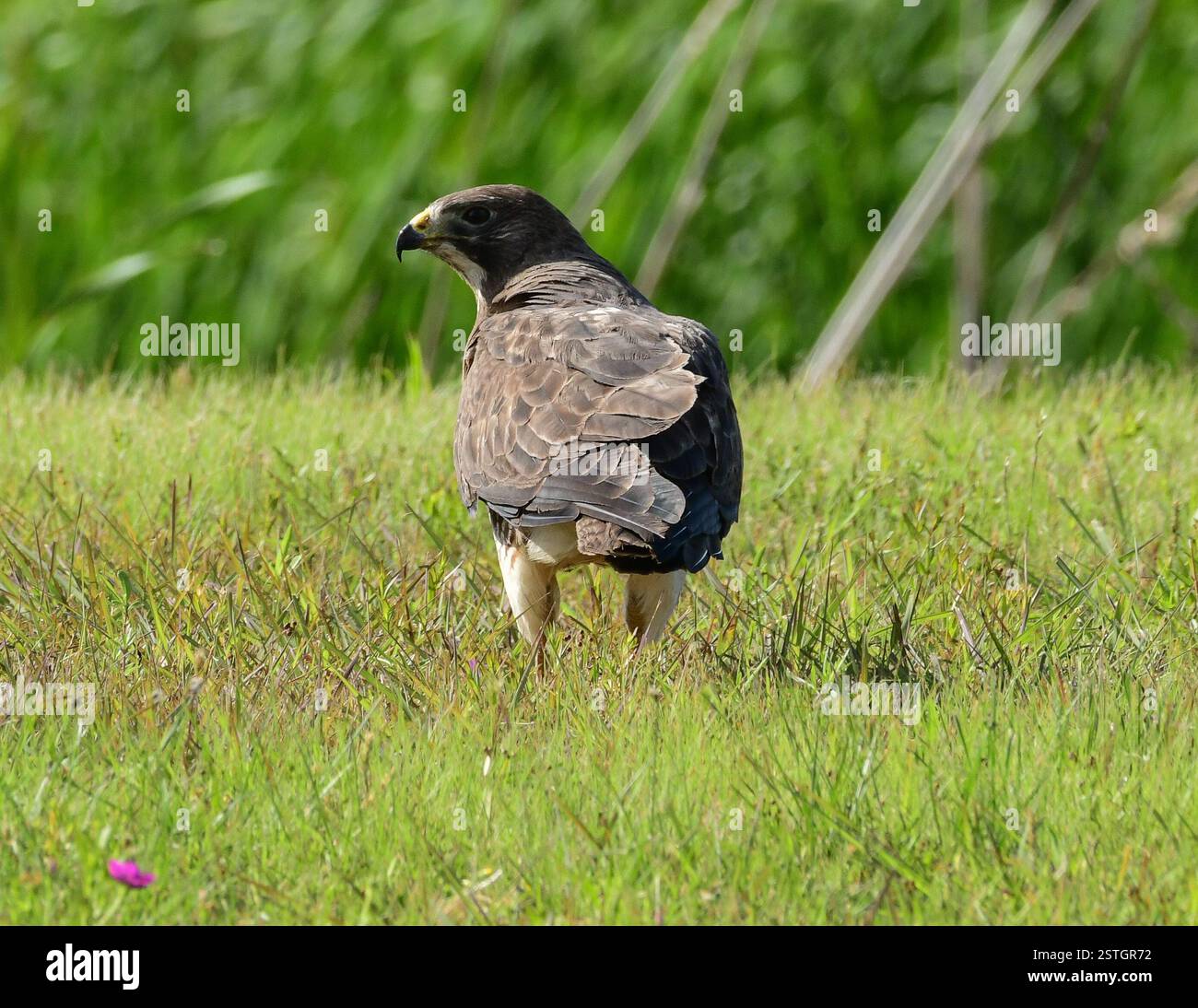 Hawk prey claws hi-res stock photography and images - Alamy
