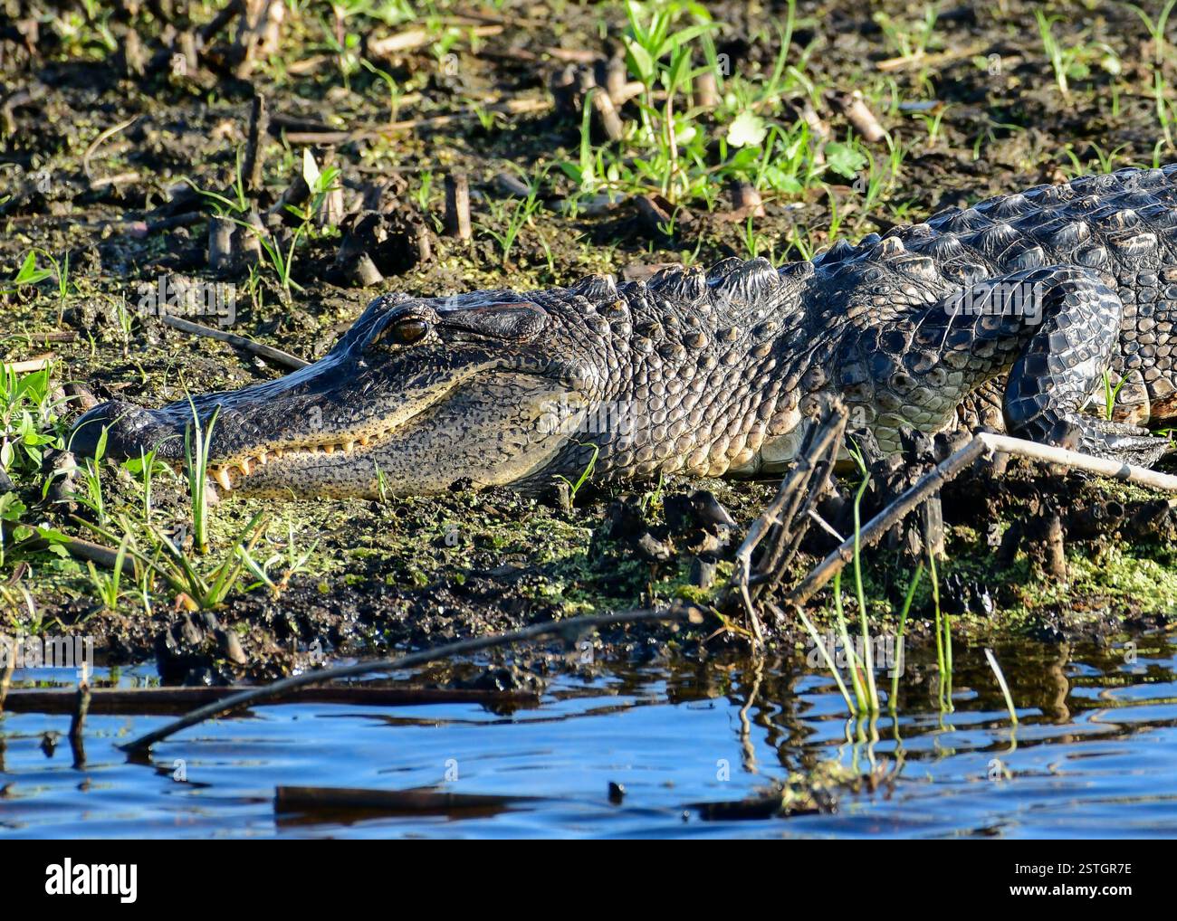 Alligator at Anahuac National Wildlife Refuge, Texas Stock Photo - Alamy
