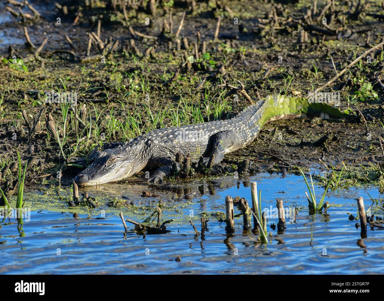 Alligator at Anahuac National Wildlife Refuge, Texas Stock Photo - Alamy