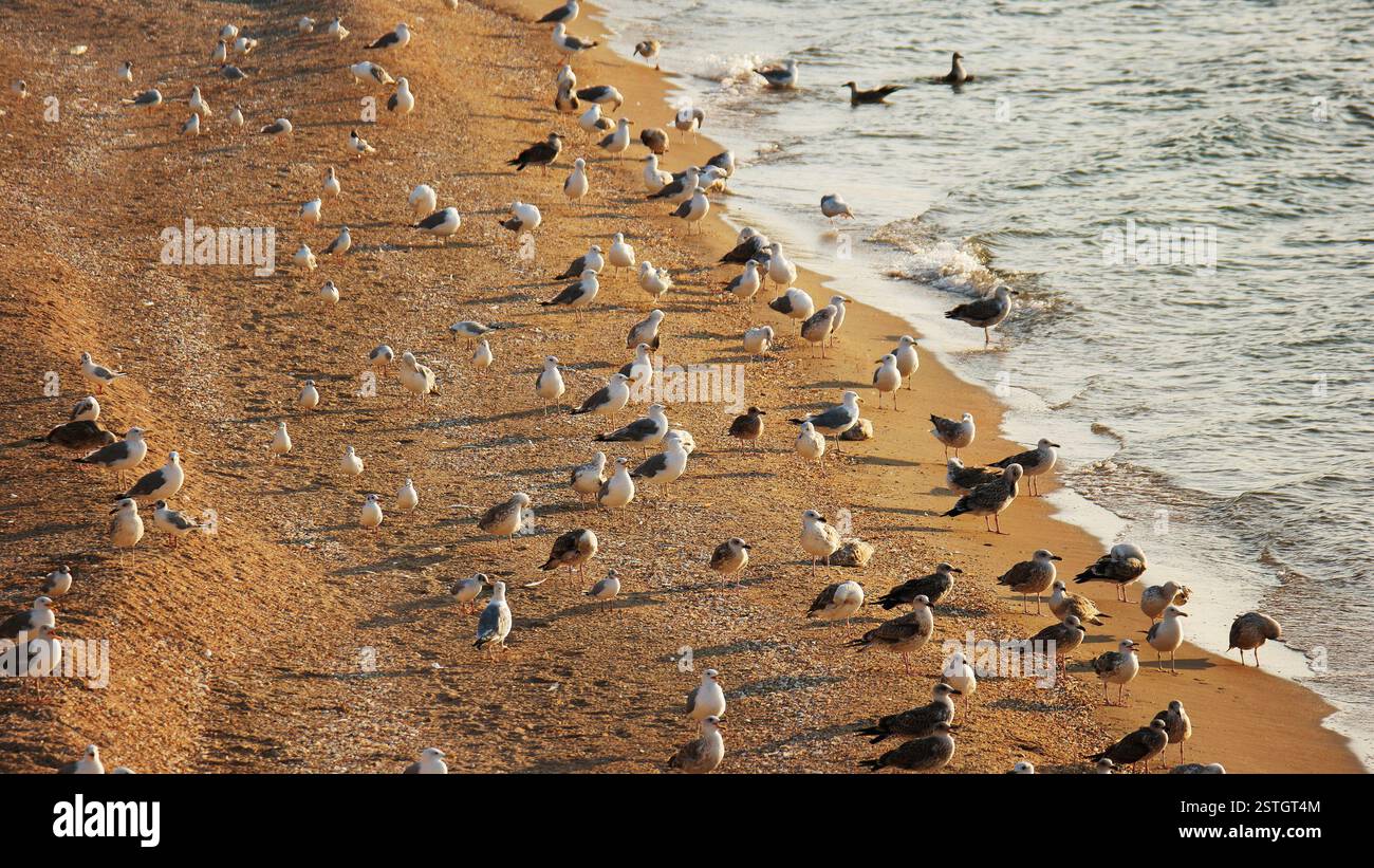 Many seagulls resting on sandy seashore Stock Photo - Alamy