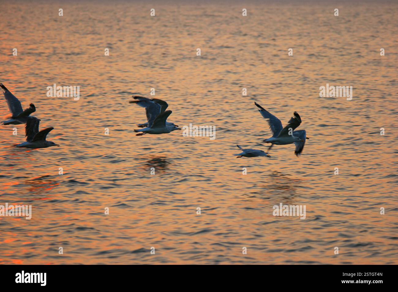 Sunset flight away over ocean hi-res stock photography and images - Alamy