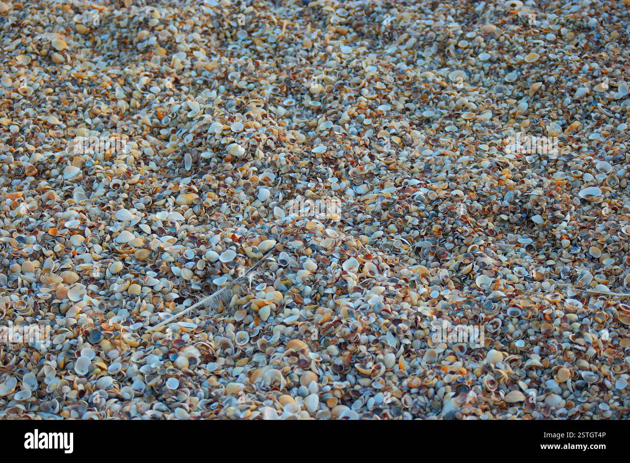 Seashore covered with seashells chips background hi-res stock ...