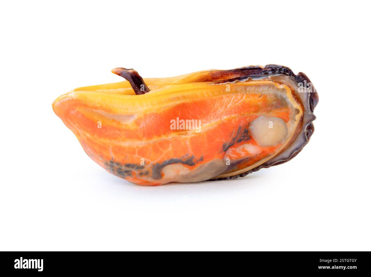 Side view of single green mussel meat is isolated on white background ...