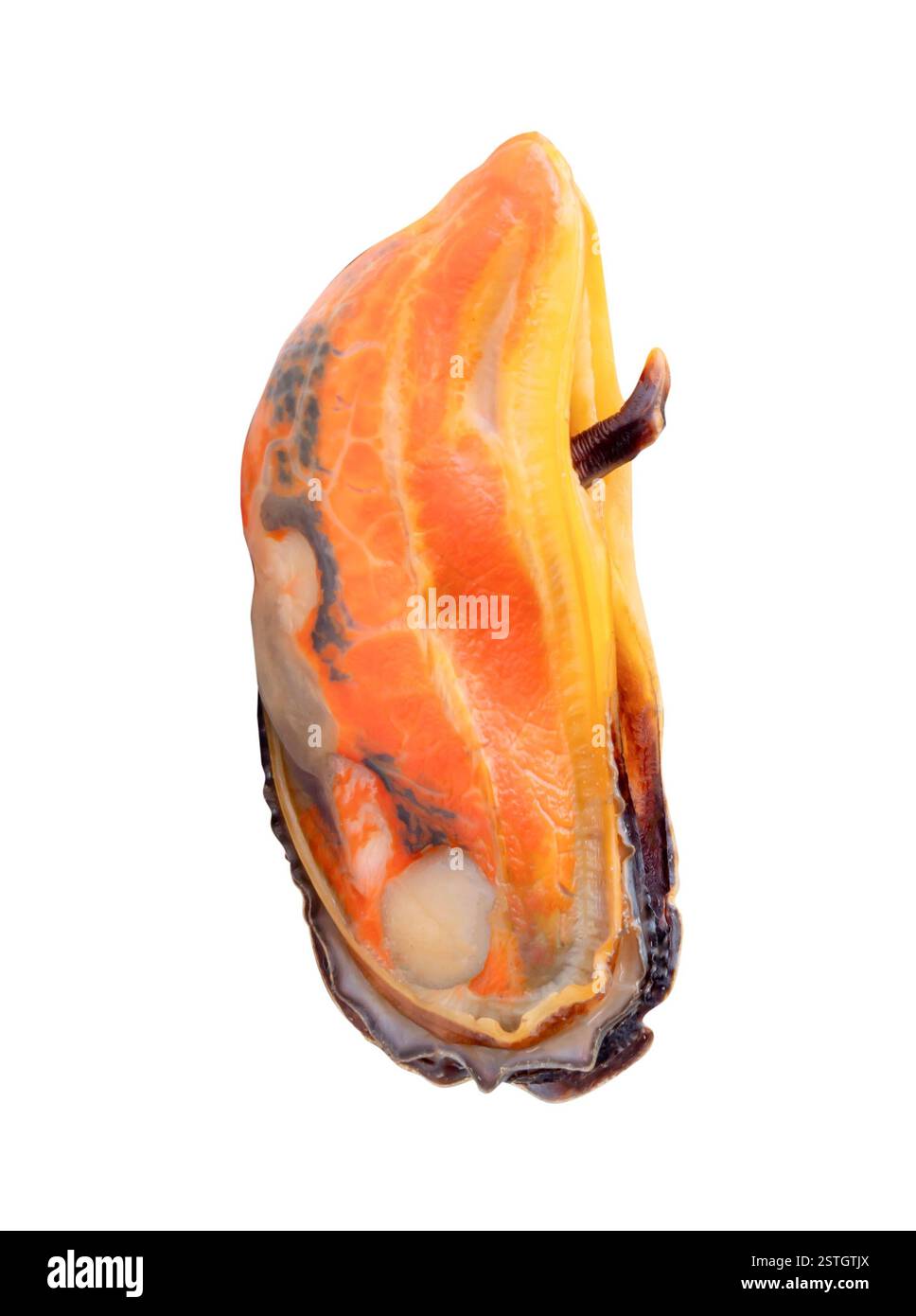 Top view of single green mussel meat is isolated on white background ...