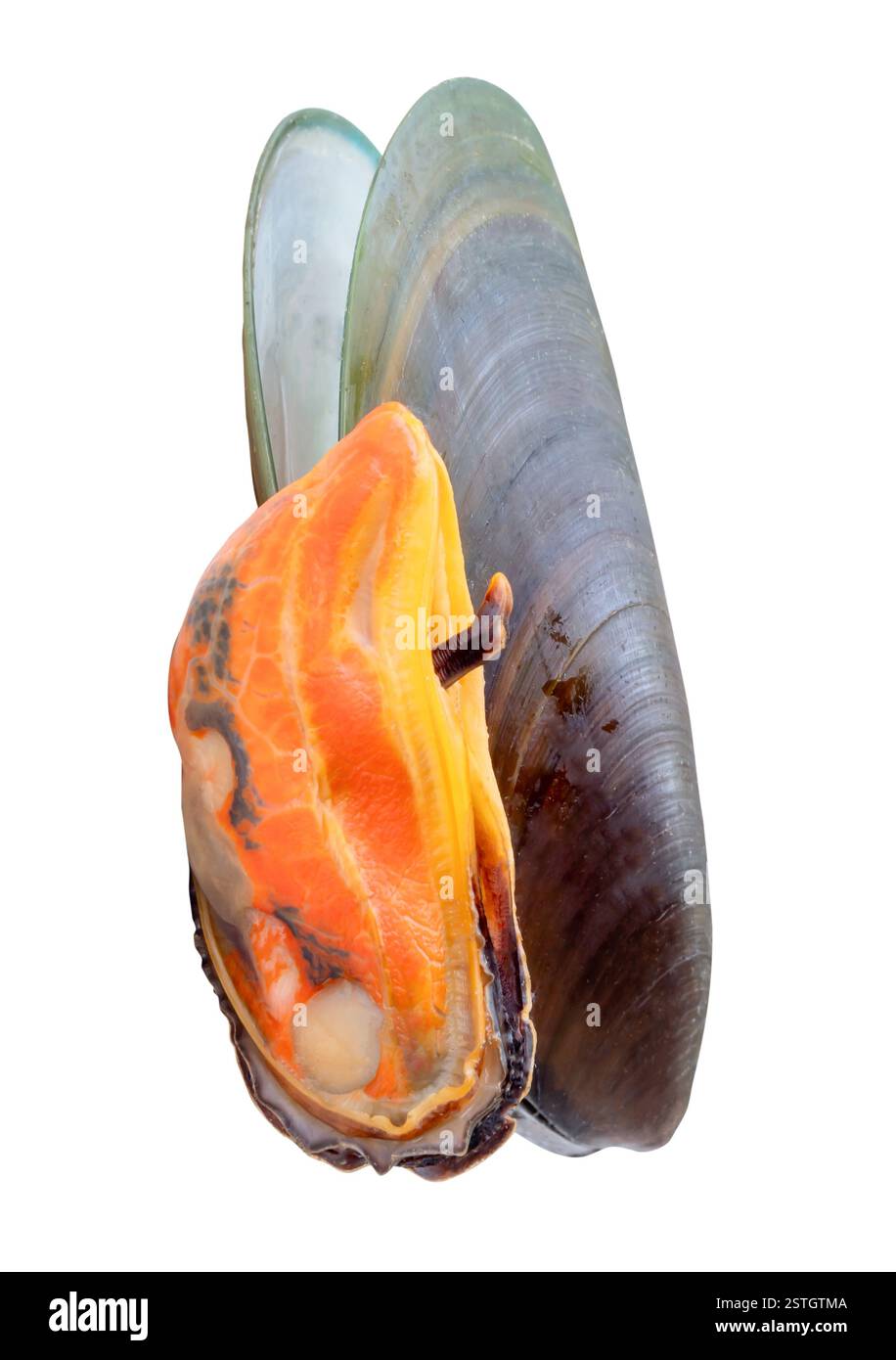 Side view of two green mussels with meat is isolated on white ...