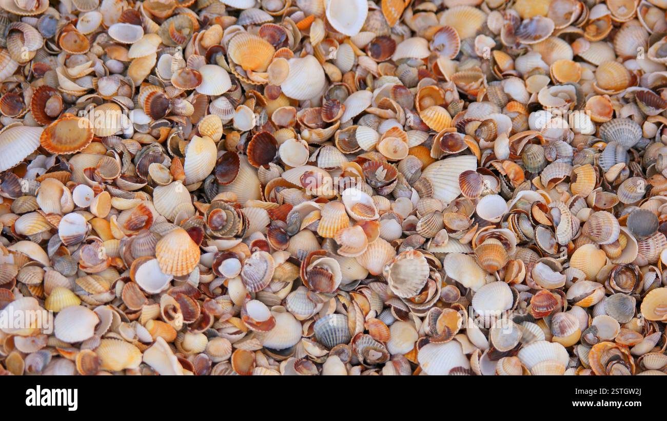 Beach covered with small colorful seashells Stock Photo - Alamy