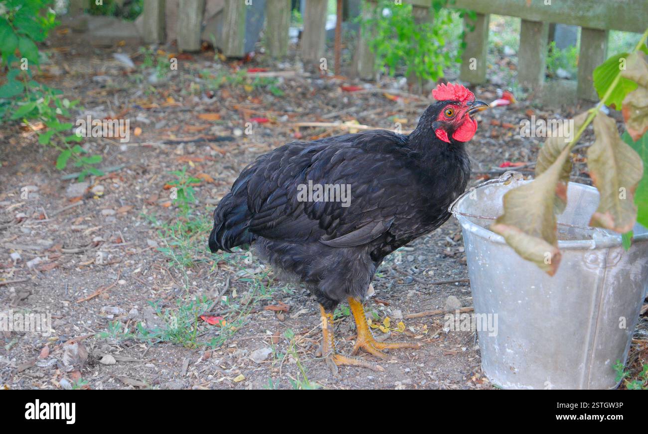 Closeup of a black hen in a farmyard (Gallus gallus domesticus Stock ...