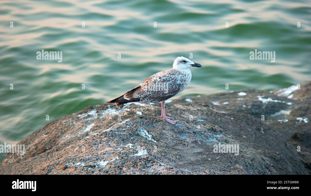 Seagull Standing on Rock side view in front of green sea water Stock ...