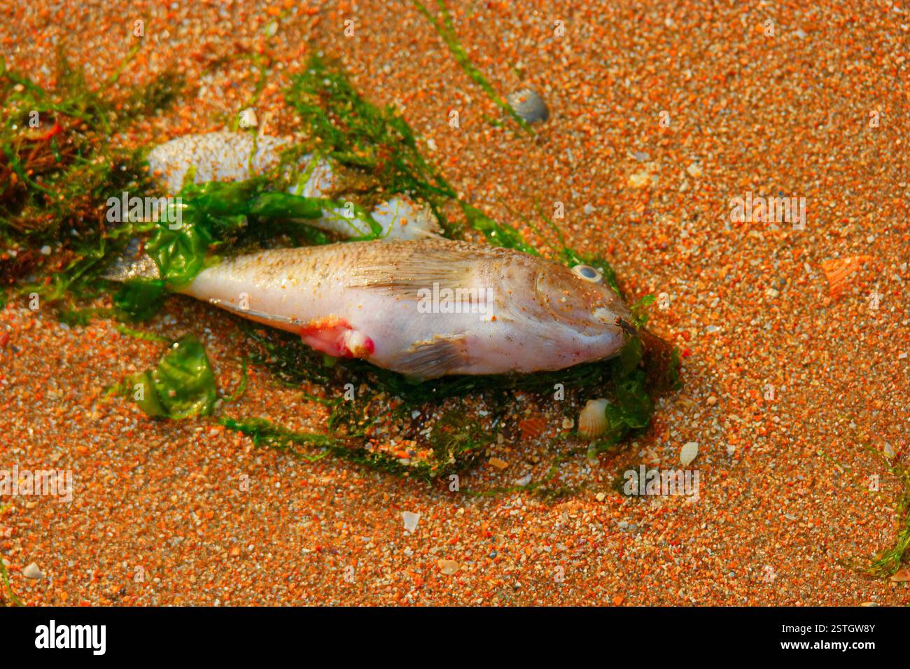 Dead fish on sand Stock Photo - Alamy