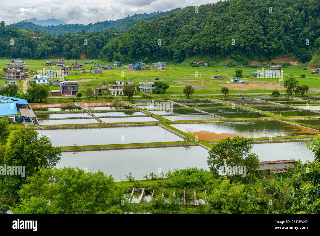 Fish farming in Nepal Stock Photo - Alamy