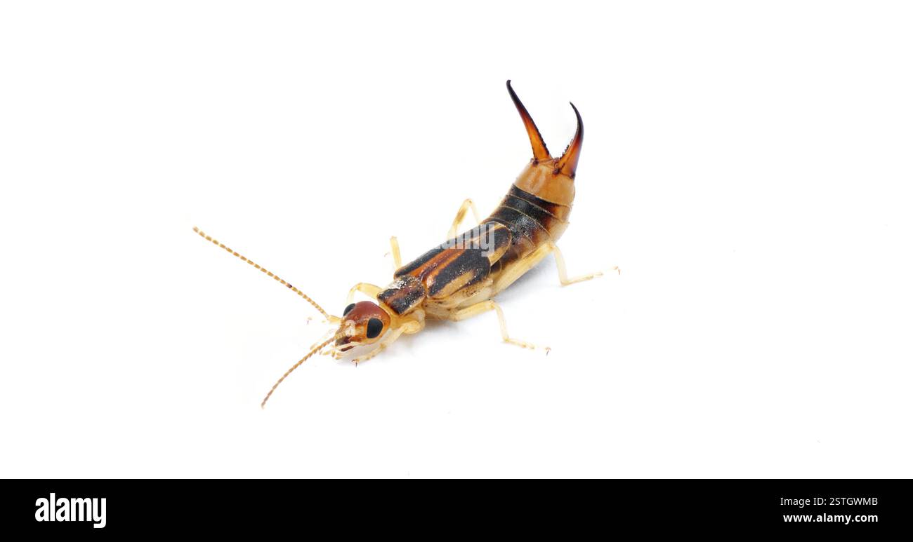 Male Shore Earwig aka riparian, tawny, striped ear wig - Labidura ...