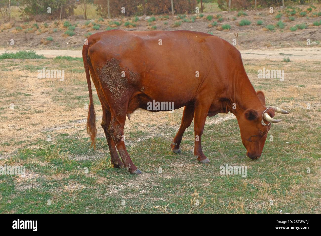 Cows grazing on a low grade pasture Stock Photo - Alamy